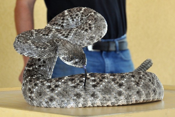 Wild Animal Park | Black Hills attraction | Reptile Gardens
